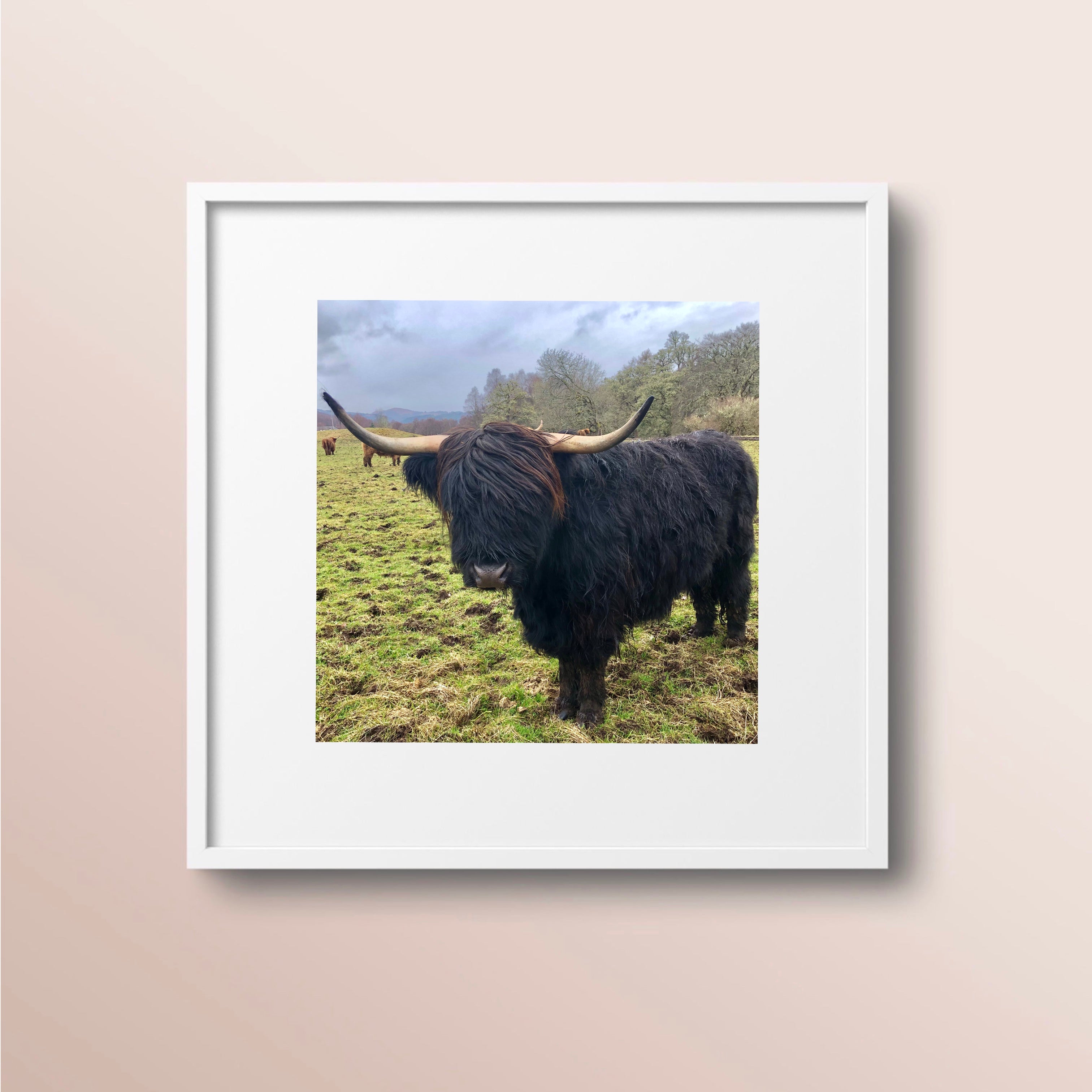Highland Coo, The Highlands – Frances Anderson